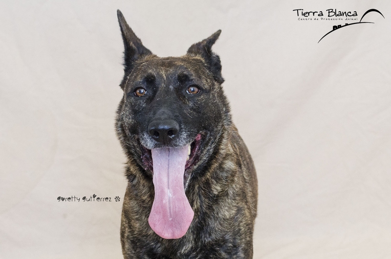 Perros Adoptados - Duda