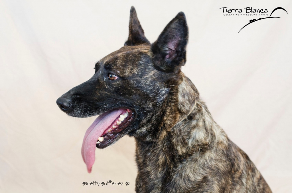 Perros Adoptados - Duda