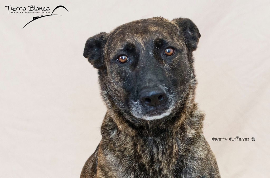 Perros Adoptados - Duda