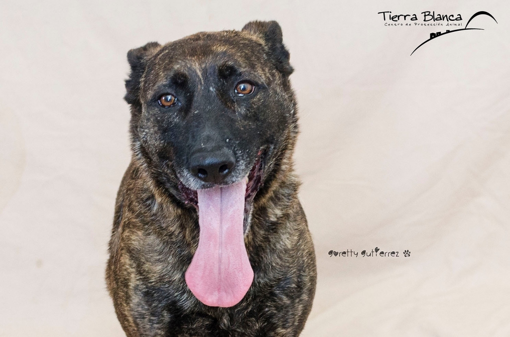 Perros Adoptados - Duda