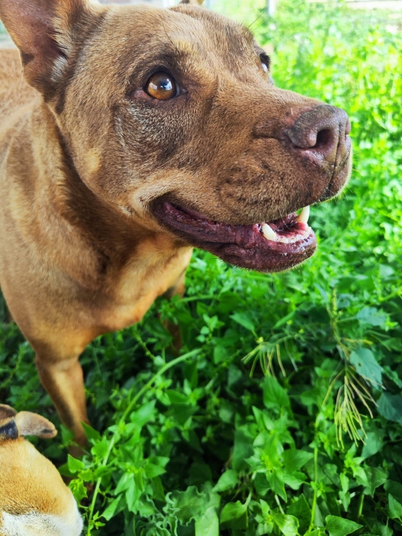 Perros en adopción - FIFI