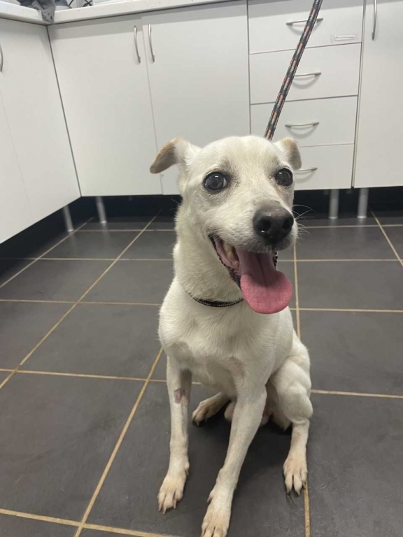 Perros en adopción - TERRY